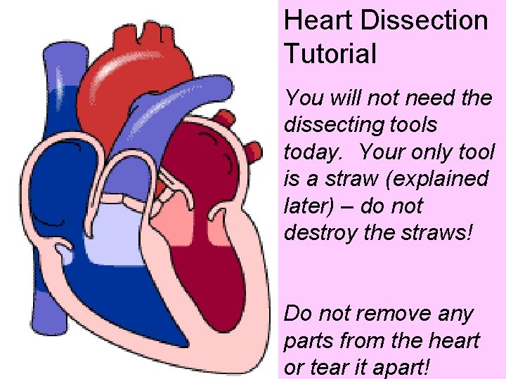 Heart Dissection Tutorial The hearts have already been