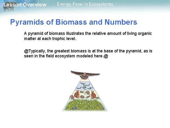 Lesson Overview Energy Flow in Ecosystems THINK ABOUT