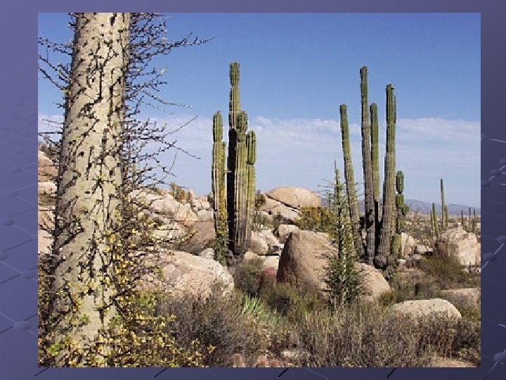 DESERT BIOME Desert Biome Location Located in the