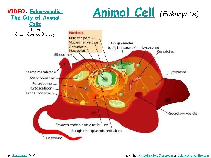 About Science Prof Online Power Point Resources Science