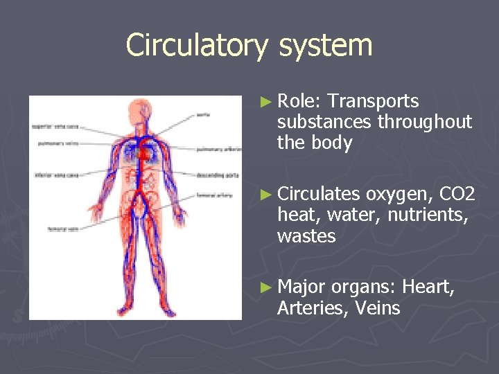Introduction to Human Body Systems Circulatory system Role