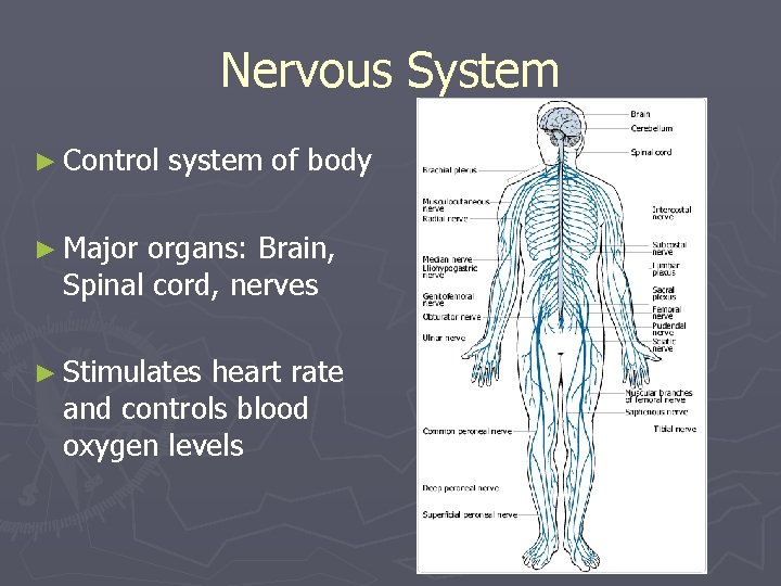 Introduction to Human Body Systems Circulatory system Role
