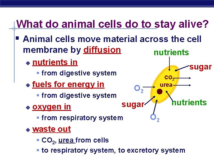 Really from AP bio and kim foglia Excretory