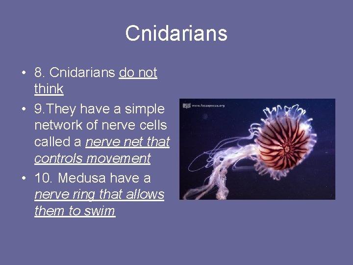 Invertebrates Chapter 2 MarchApril 2012 Invertebrates Invertebrates 1