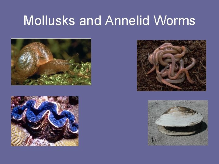 Invertebrates Chapter 2 MarchApril 2012 Invertebrates Invertebrates 1