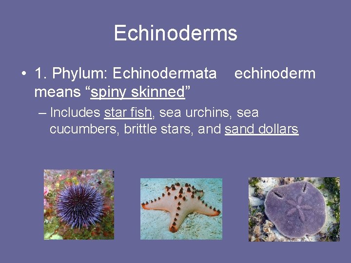 Invertebrates Chapter 2 MarchApril 2012 Invertebrates Invertebrates 1