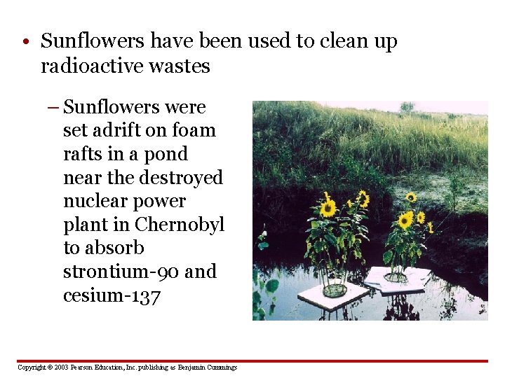 BIOLOGY CONCEPTS CONNECTIONS Fourth Edition Neil A Campbell