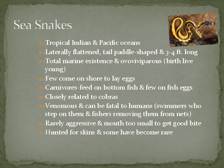 Marine Reptiles Birds and Mammals Land vertebrates came