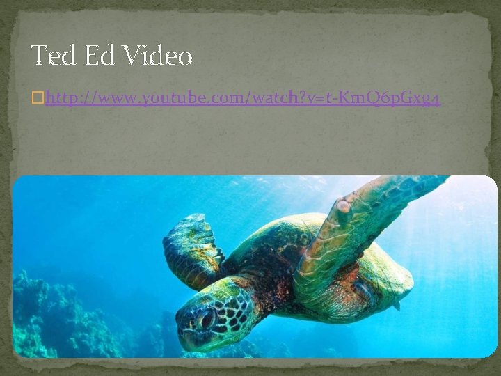 Marine Reptiles Birds and Mammals Land vertebrates came