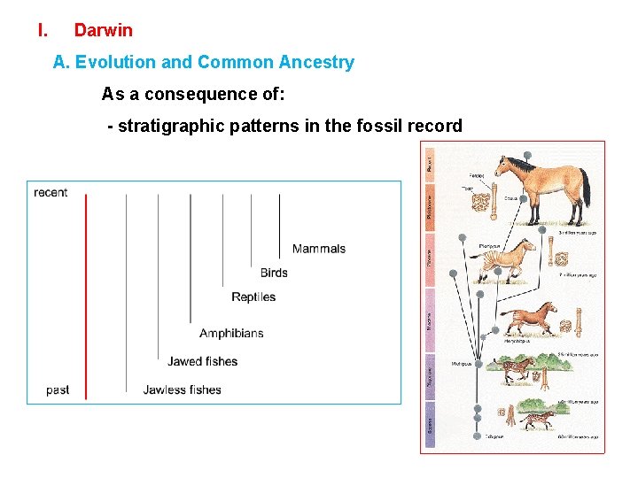 Evolution Species change over time in part because