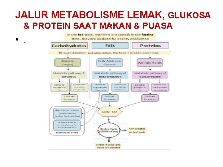 Metabolisme ASPEK BIOKIMIA Dr H M Toyo Burrahim