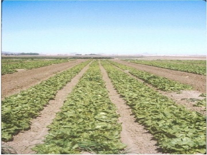 Nutrient Management Strategies for Vegetable Production in Desert