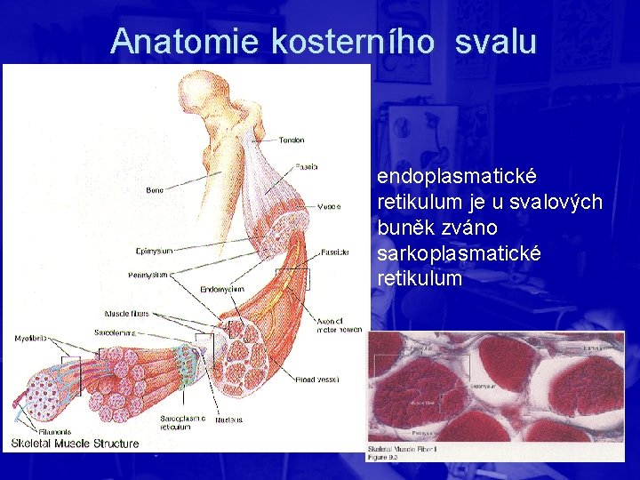 Pohybov soustava semin pro Septimu A 2006 Typy