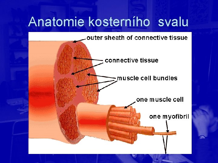 Pohybov soustava semin pro Septimu A 2006 Typy