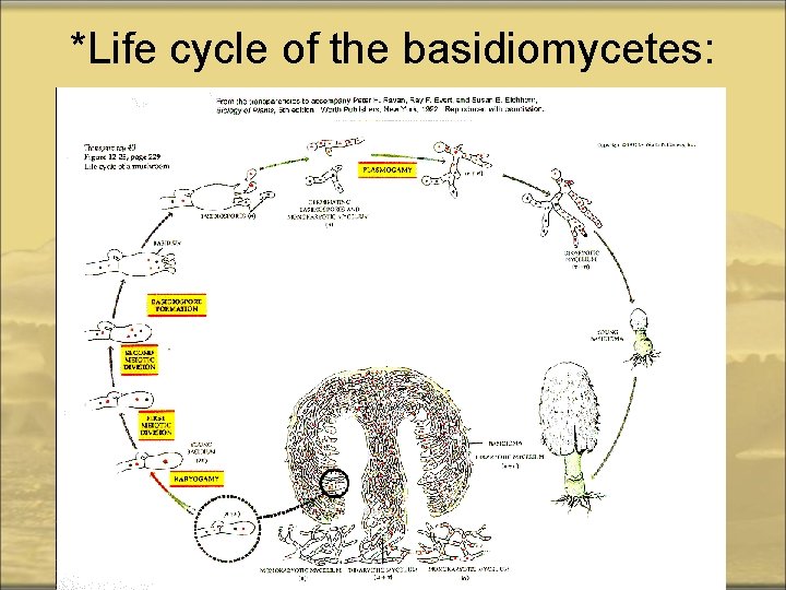 Phylum Basidiomycota General Characters 1 The Sexual Reproduction
