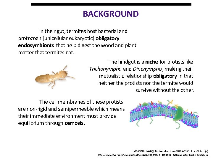 THE TERMIGHTY GUTS An Invertebrate Exploration of Endosymbiosis