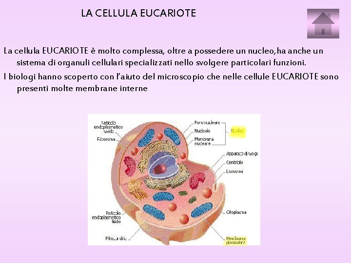 Teoria cellulare MEMBRANA PLASMATICA VARI ORGANULI CELLULA EUCARIOTE