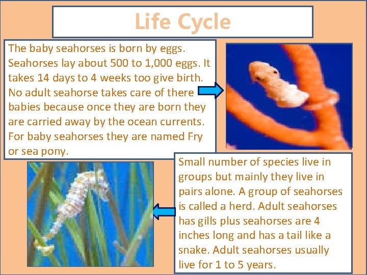 Seahorses By Paige Miller Animal Facts Description Diet