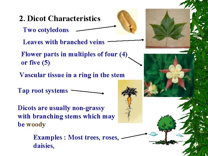 Plant Vocabulary Define 1 Photosynthesis 2 Eukaryotic 3