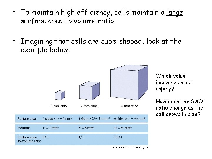 Chapter 10 Cell Growth and Division Honors BiologyChemistry