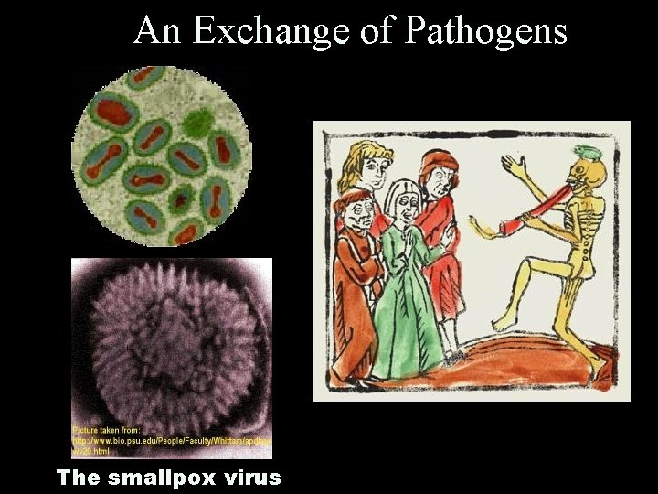 The Columbian Exchange Mr Condrys Social Studies Class