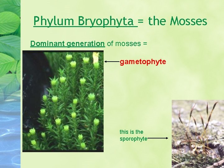Overview NonVascular Plants Phylum Bryophyta Phylum Hepatophyta Phylum