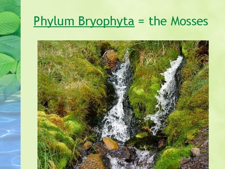 Overview NonVascular Plants Phylum Bryophyta Phylum Hepatophyta Phylum