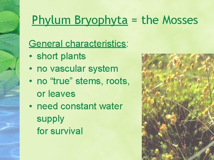 Overview NonVascular Plants Phylum Bryophyta Phylum Hepatophyta Phylum