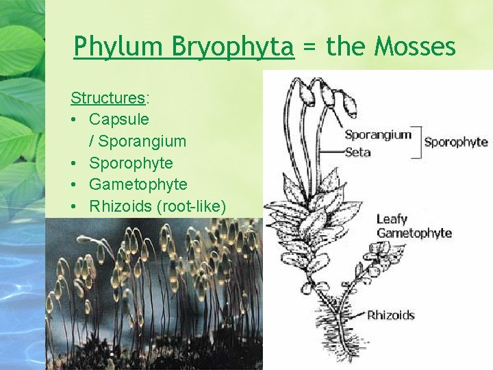 Overview NonVascular Plants Phylum Bryophyta Phylum Hepatophyta Phylum