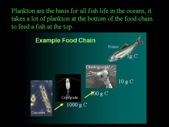 Plankton Chapter 14 Phytoplankton Zooplankton Review food webs