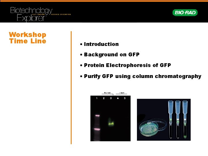 What is next after p GLO bacterial transformation