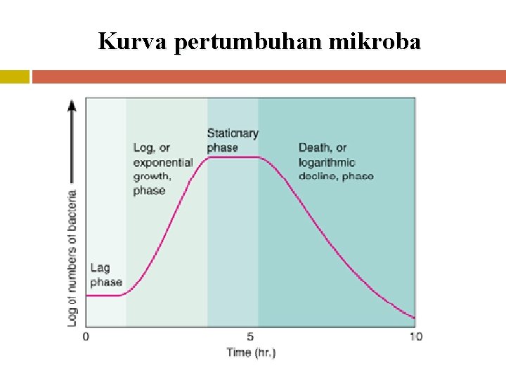PERTUMBUHAN MIKROORGANISME Pertumbuhan pada organisme yang makro merupakan