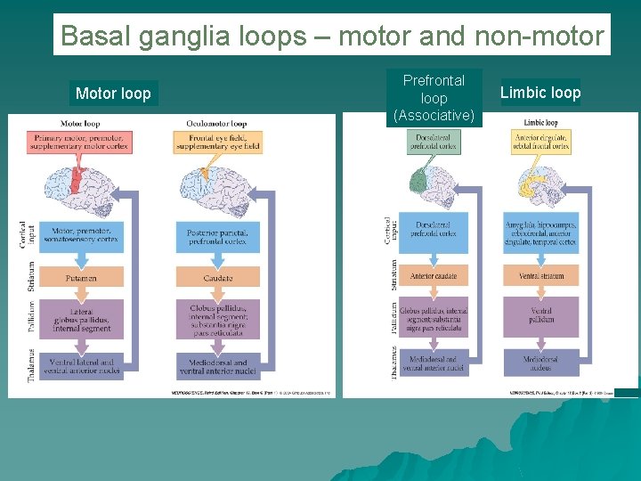 BASAL GANGLIA MOTOR PATHWAYS DR GALLATZ KATALIN Basal