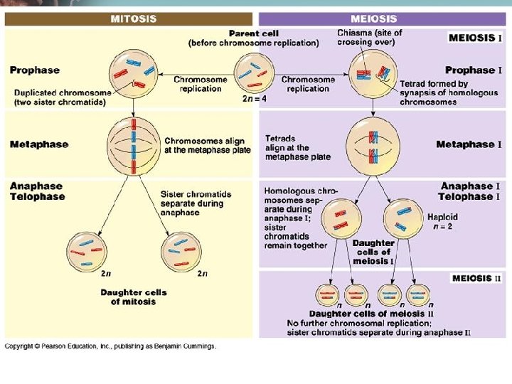 11 4 Meiosis Lesson Overview Meiosis Chromosome Number
