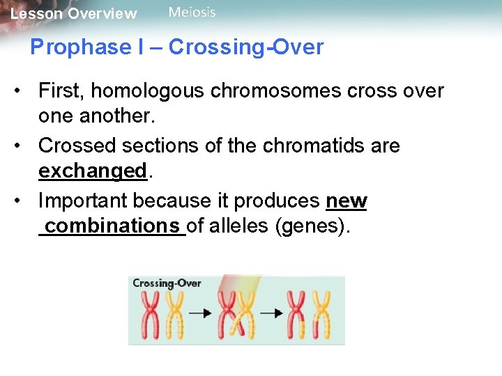 11 4 Meiosis Lesson Overview Meiosis Chromosome Number