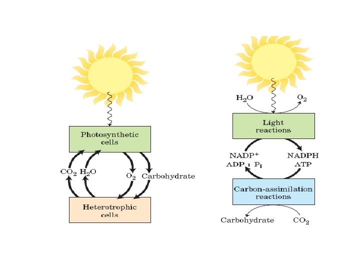 Chapter 22 Photosynthesis to accompany Biochemistry 2e by
