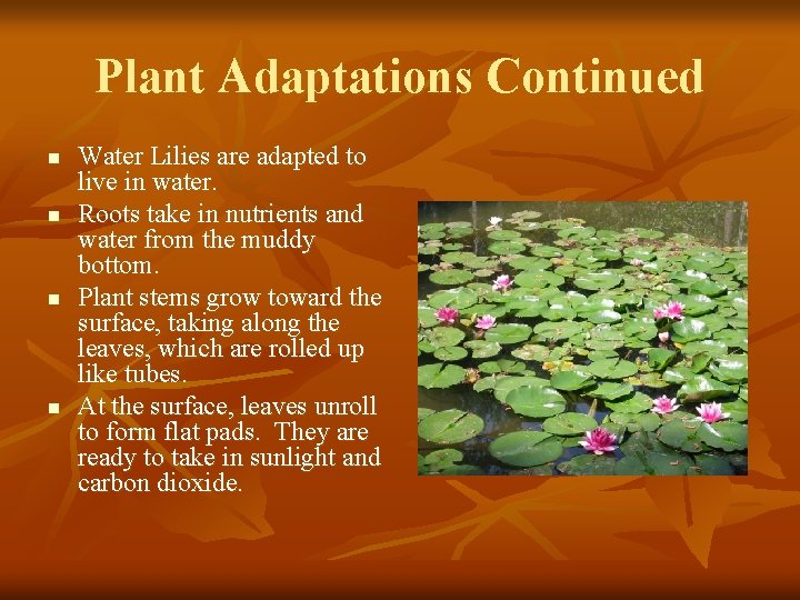 Plant Adaptations Core Content n n Biological Science