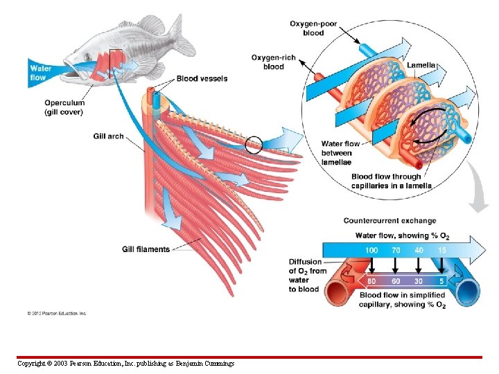 2019 Biology 2 Chapter 22 Gas Exchange Copyright