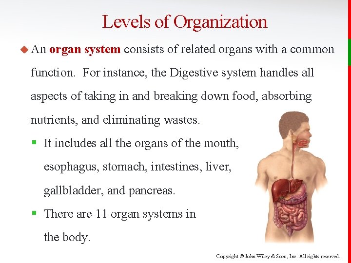 Chapter 1 An Introduction to the Human Body