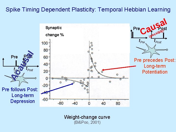 Spike timing dependent plasticity STDP Post before Pre