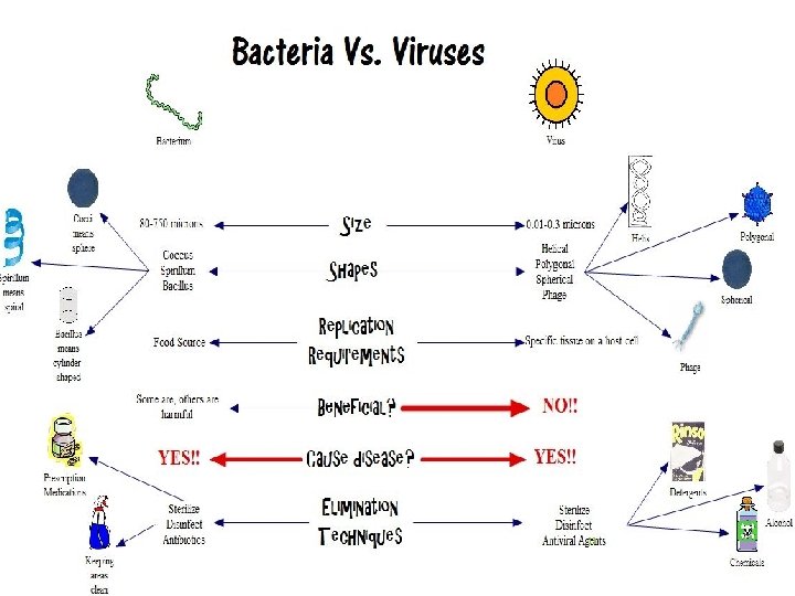 Viruses 1 What to Know Learning Objectives Overview