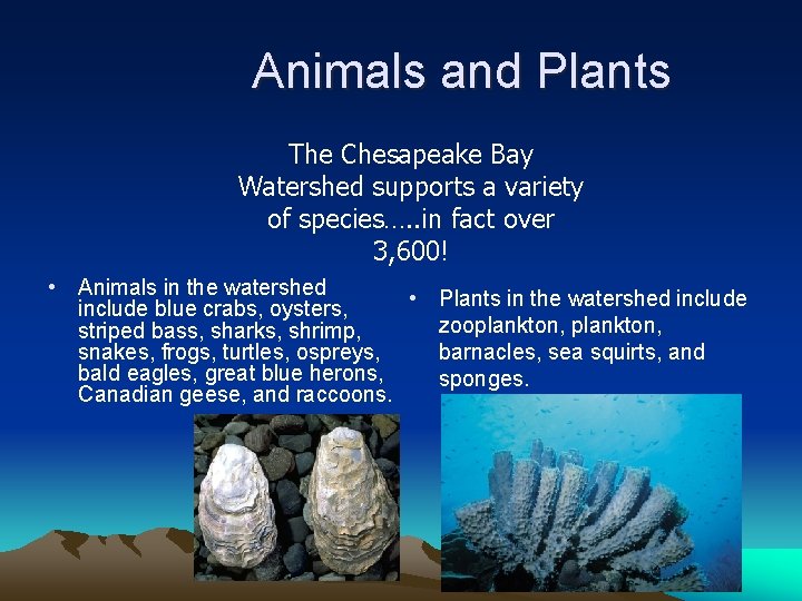 All about the Chesapeake Bay Watershed About the