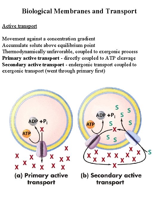 Biological Membranes and Transport Simple diffusion No transporter