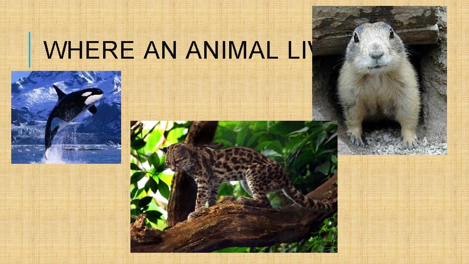 WHAT IS A HABITAT WHERE AN ANIMAL LIVES