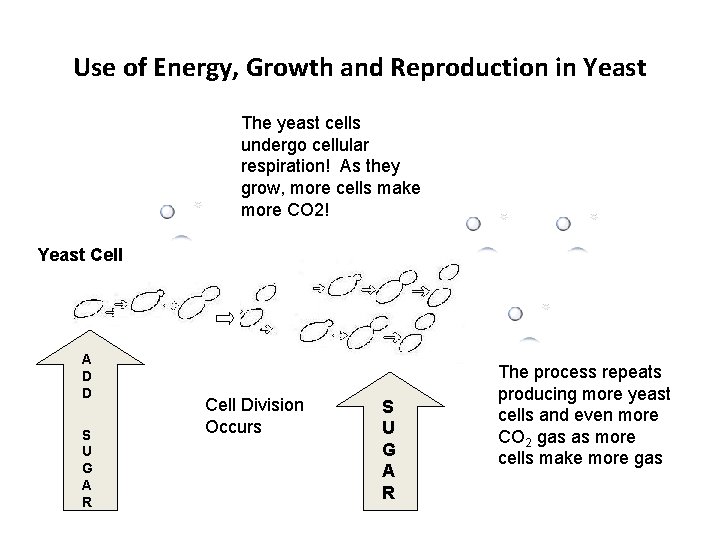 Science CAPT Embedded Task Review Lab Investigation Yeast