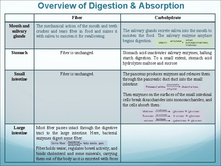 Digestion and Absorption of Nutrients Dr Sooad AlDaihan