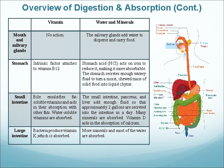 Digestion and Absorption of Nutrients Dr Sooad AlDaihan