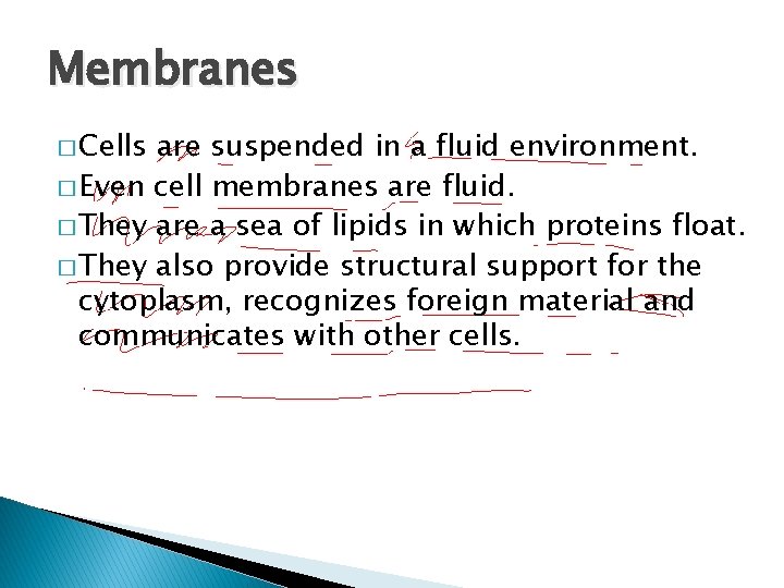 Membranes Ms Hughes Homeostasis All living things respond