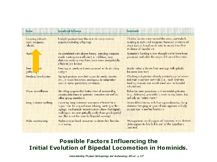 Class Slides Set 15 A Bipedalism LegsFeet and