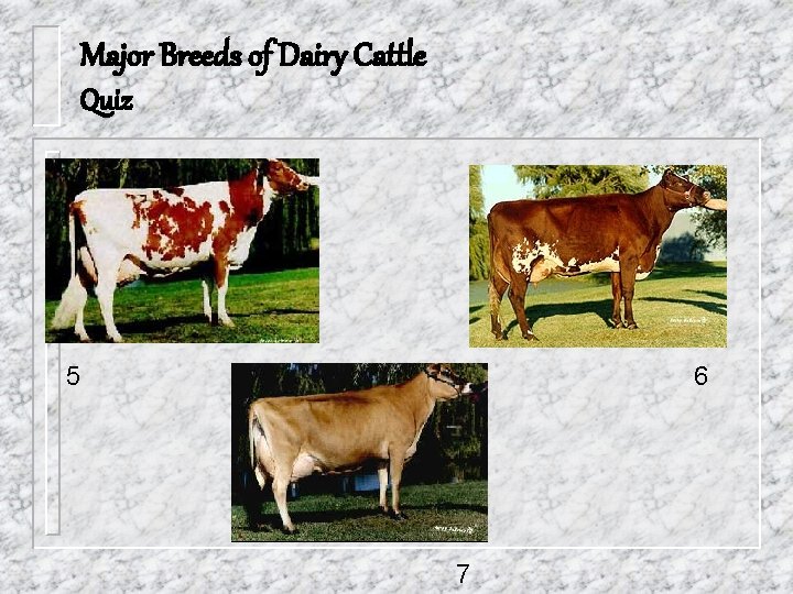 Dairy Breeds and Selection Objectives n Major Breeds